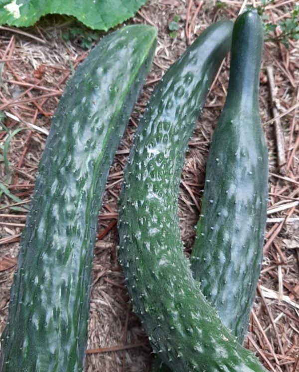 Graines de concombre chinois - Graines Qin