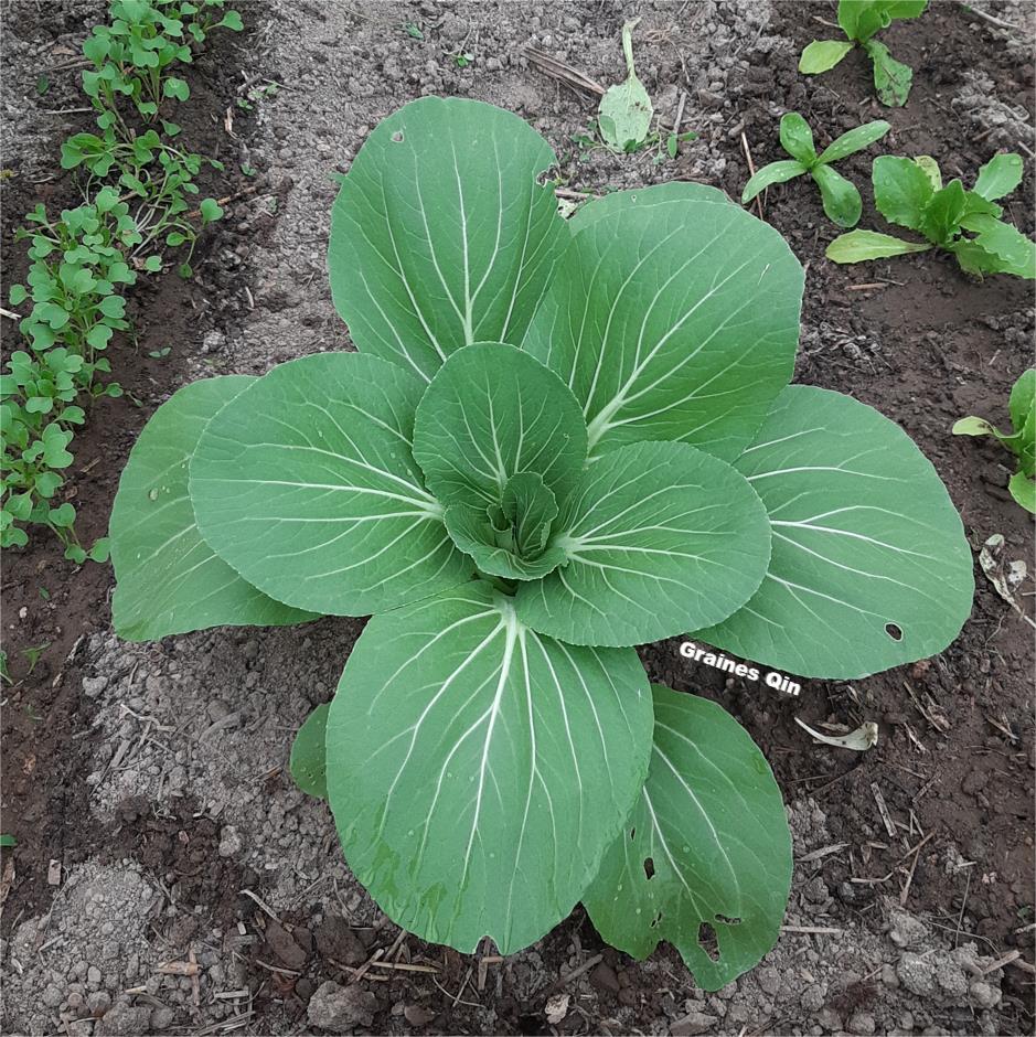 Cultiver le chou pak choï au potager : Tout savoir
