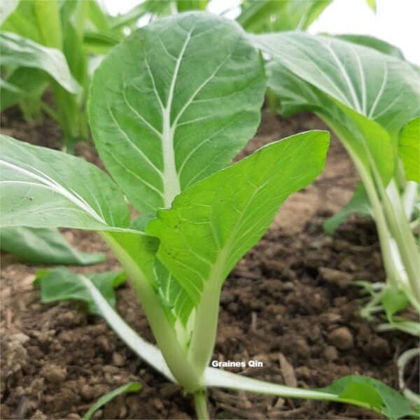 Tout sur le chou chinois : culture, variétés, recettes, bienfaits...