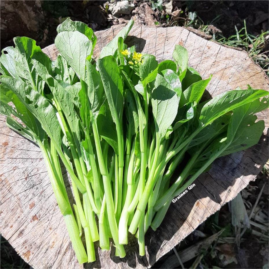 Chou Choy Sum Big Green Early - Graines Qin