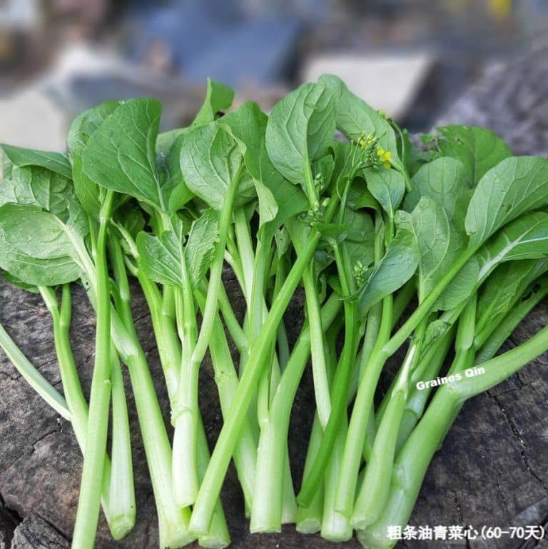Tout sur le chou chinois : culture, variétés, recettes, bienfaits...