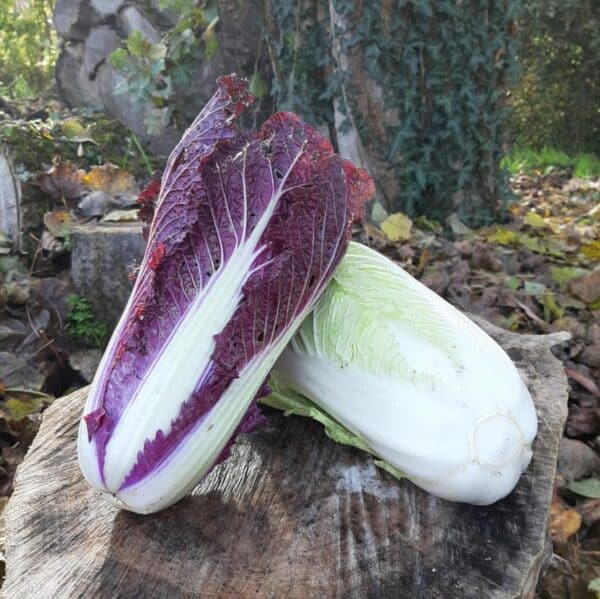 Tout sur le chou chinois : culture, variétés, recettes, bienfaits...